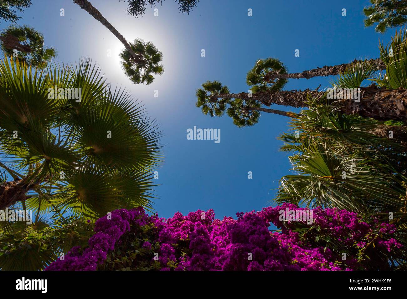 Palm trees in the Majorelle Garden, botany, palm, flora, backlight, sun ...