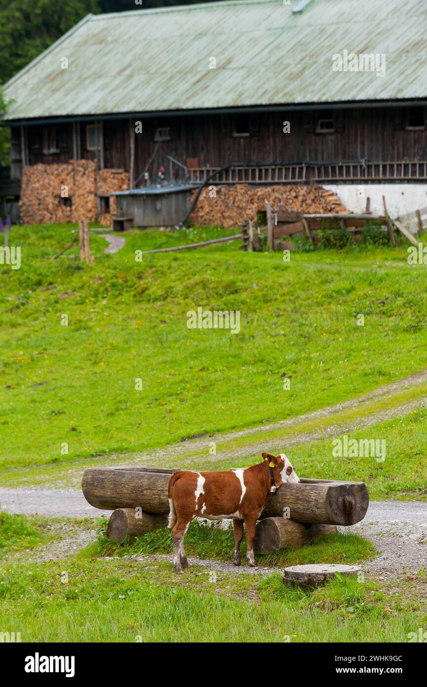 Cow at a drinking trough in front of a farm, animal, hoofed animal ...