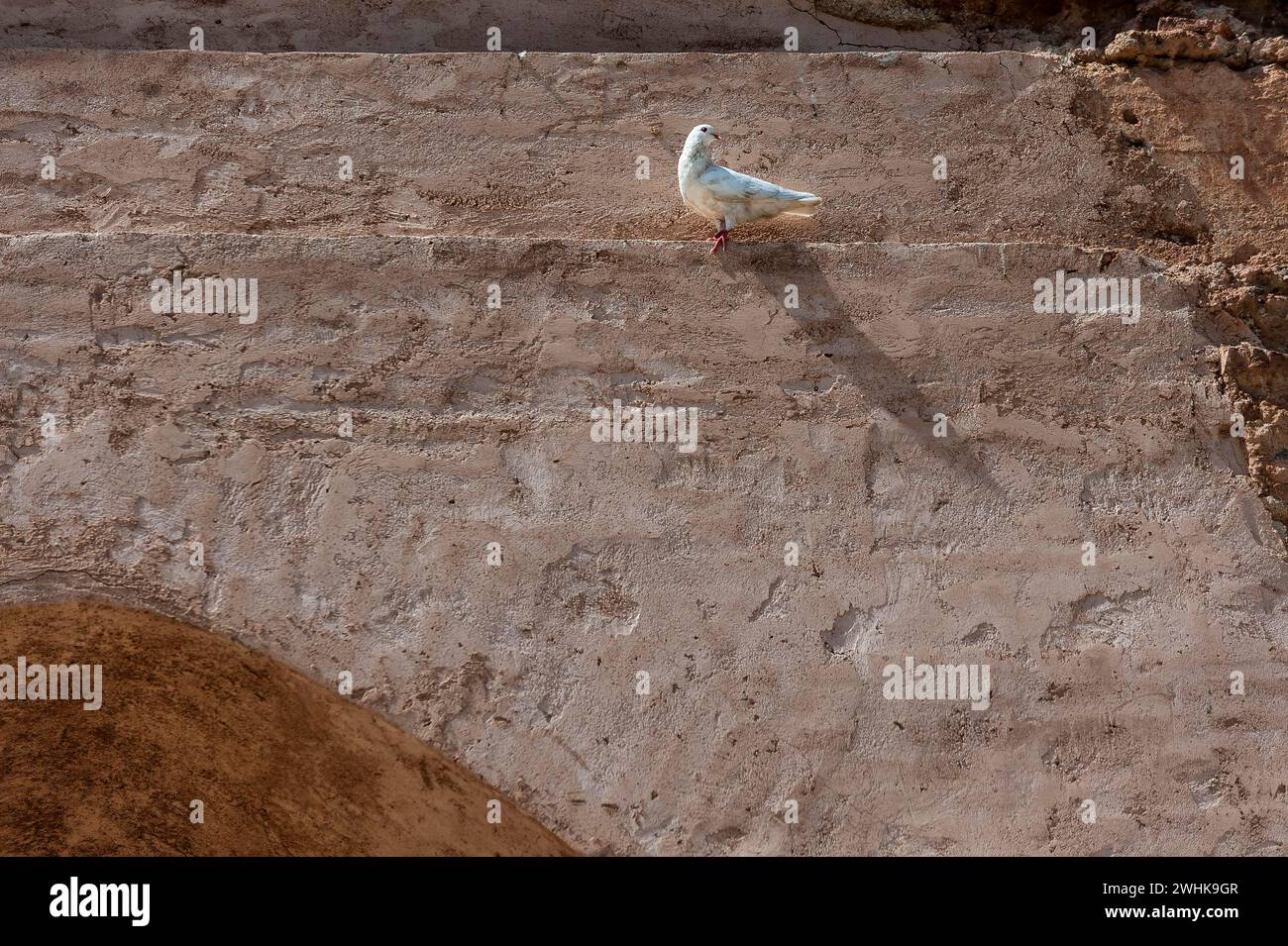 Dove on wall hi-res stock photography and images - Alamy