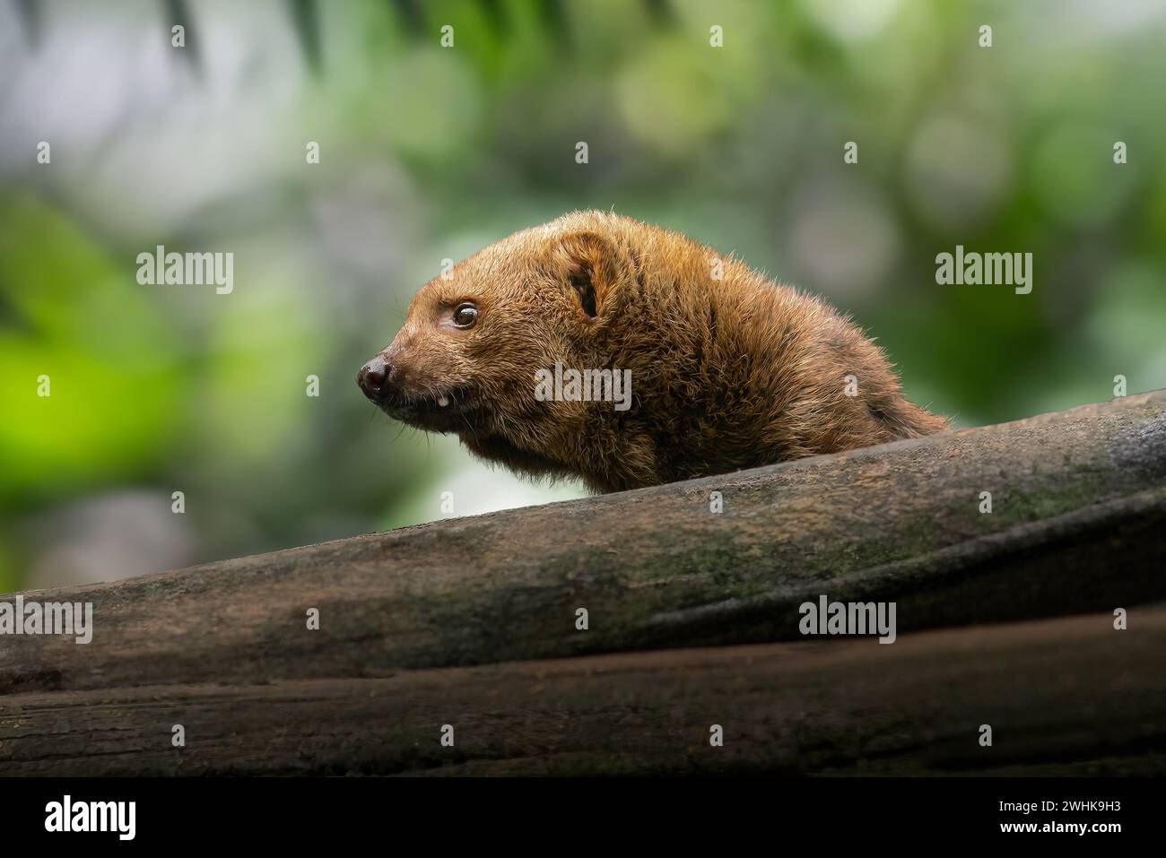 Mustelid hi-res stock photography and images - Alamy