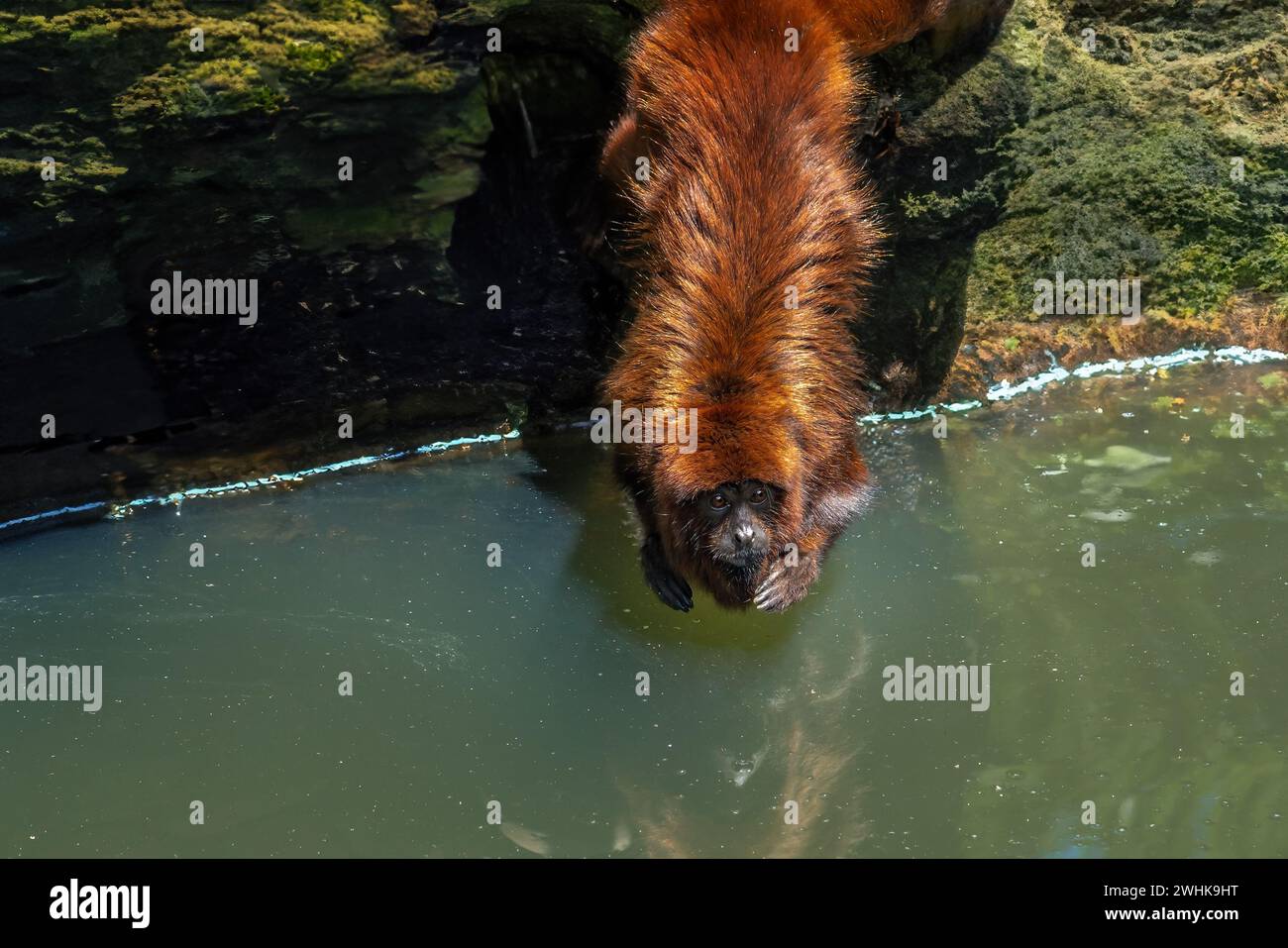 Brown Howler Monkey (Alouatta guariba Stock Photo - Alamy