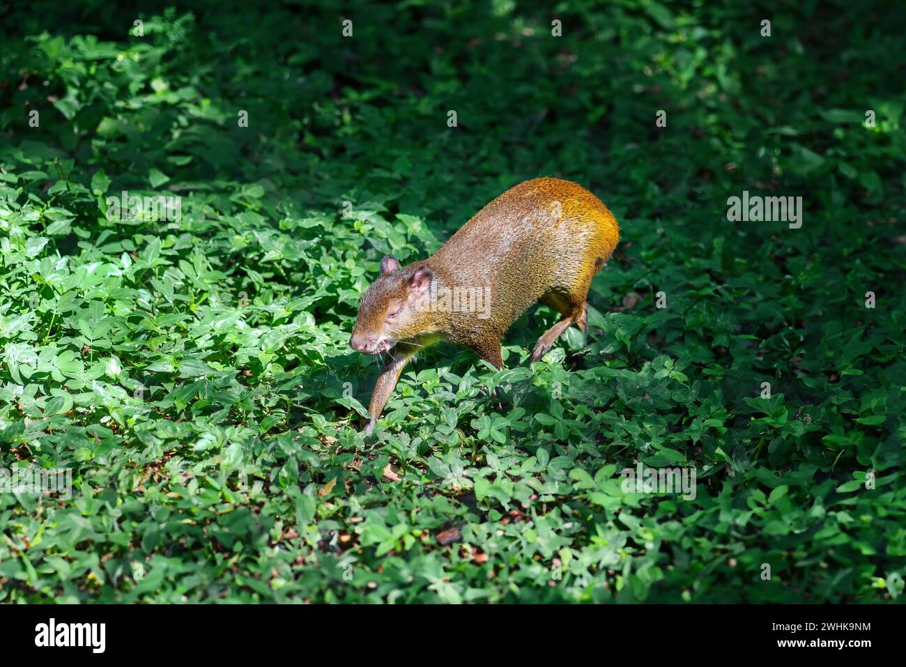 Sasyproctidae hi-res stock photography and images - Alamy
