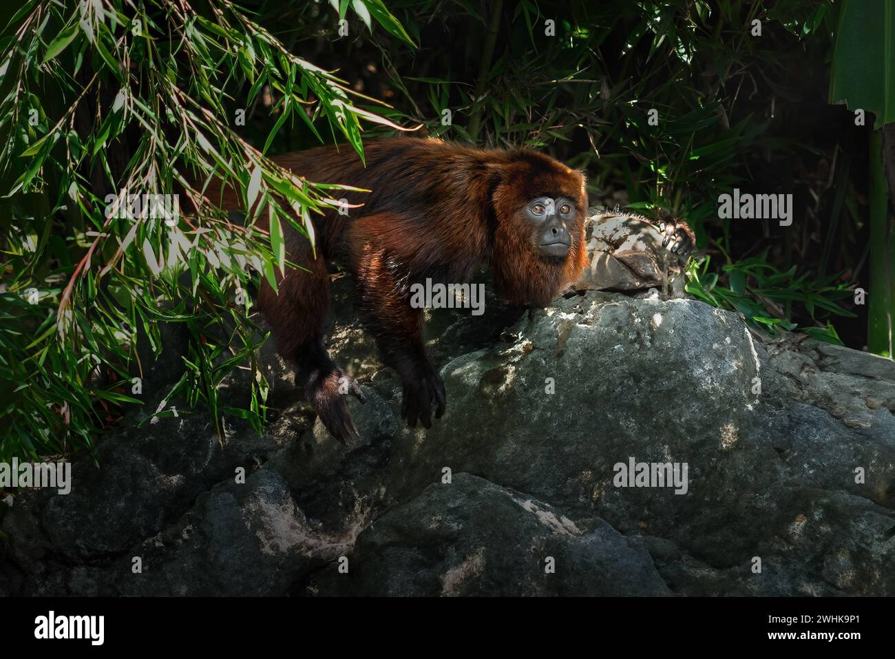 Brown Howler Monkey (Alouatta guariba Stock Photo - Alamy