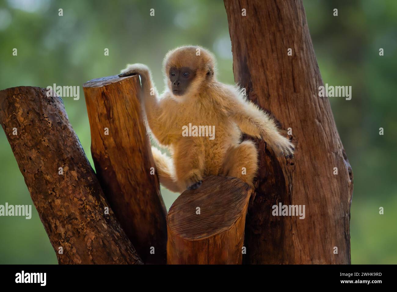 Monkey biology hi-res stock photography and images - Alamy