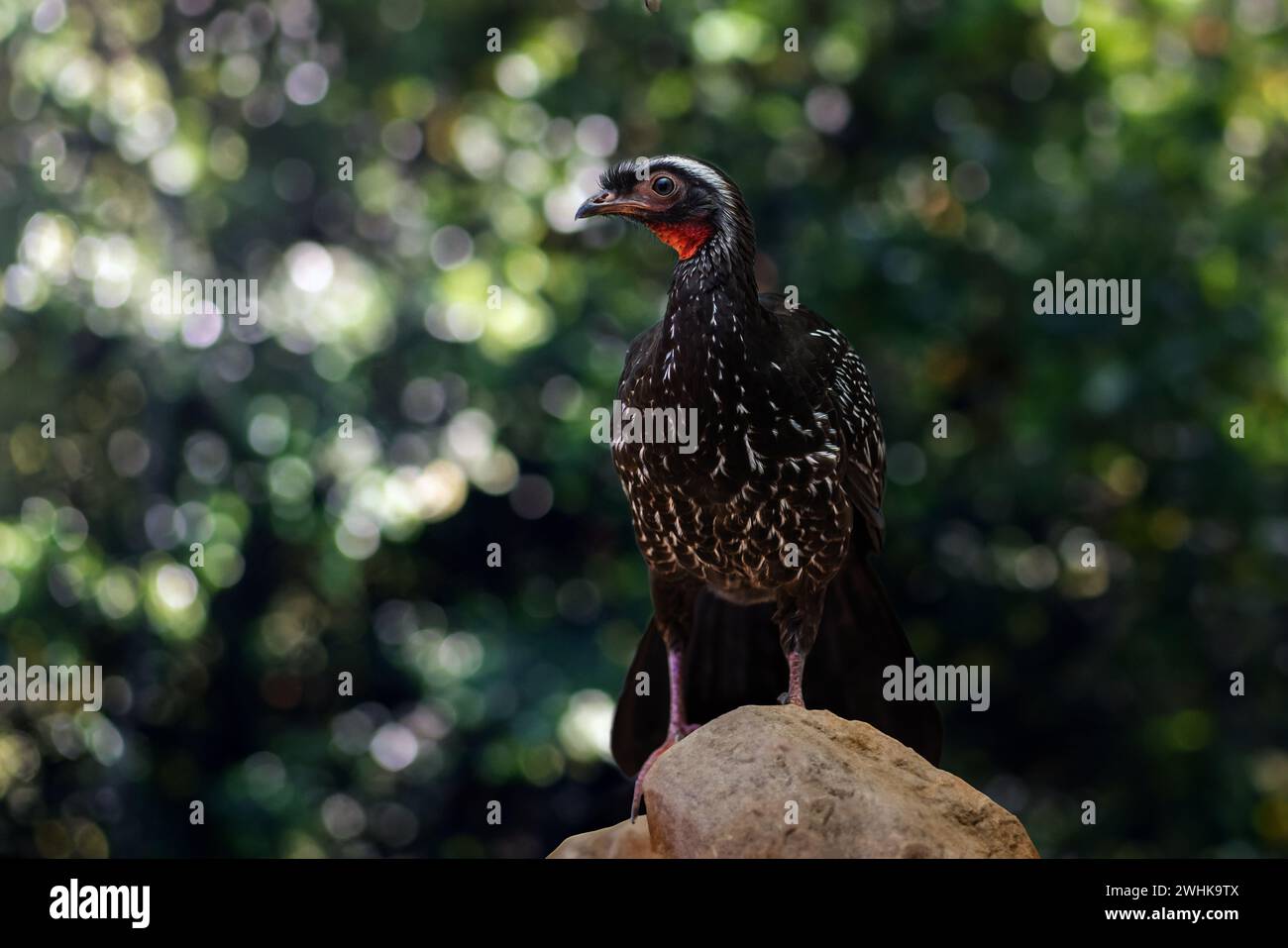 Jacucaca hi-res stock photography and images - Alamy