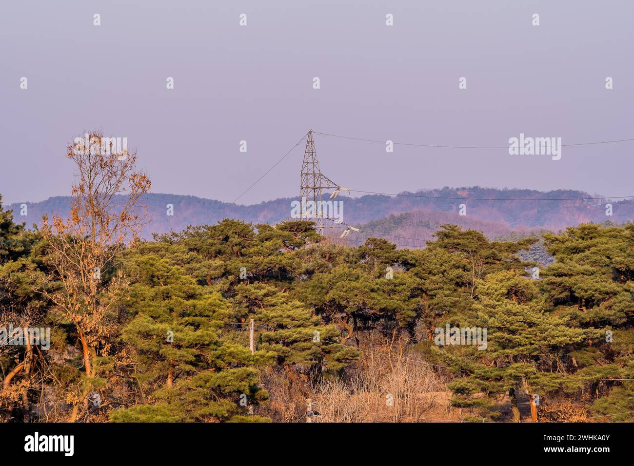 Metal electrical tower with power lines towering over evergreen trees ...