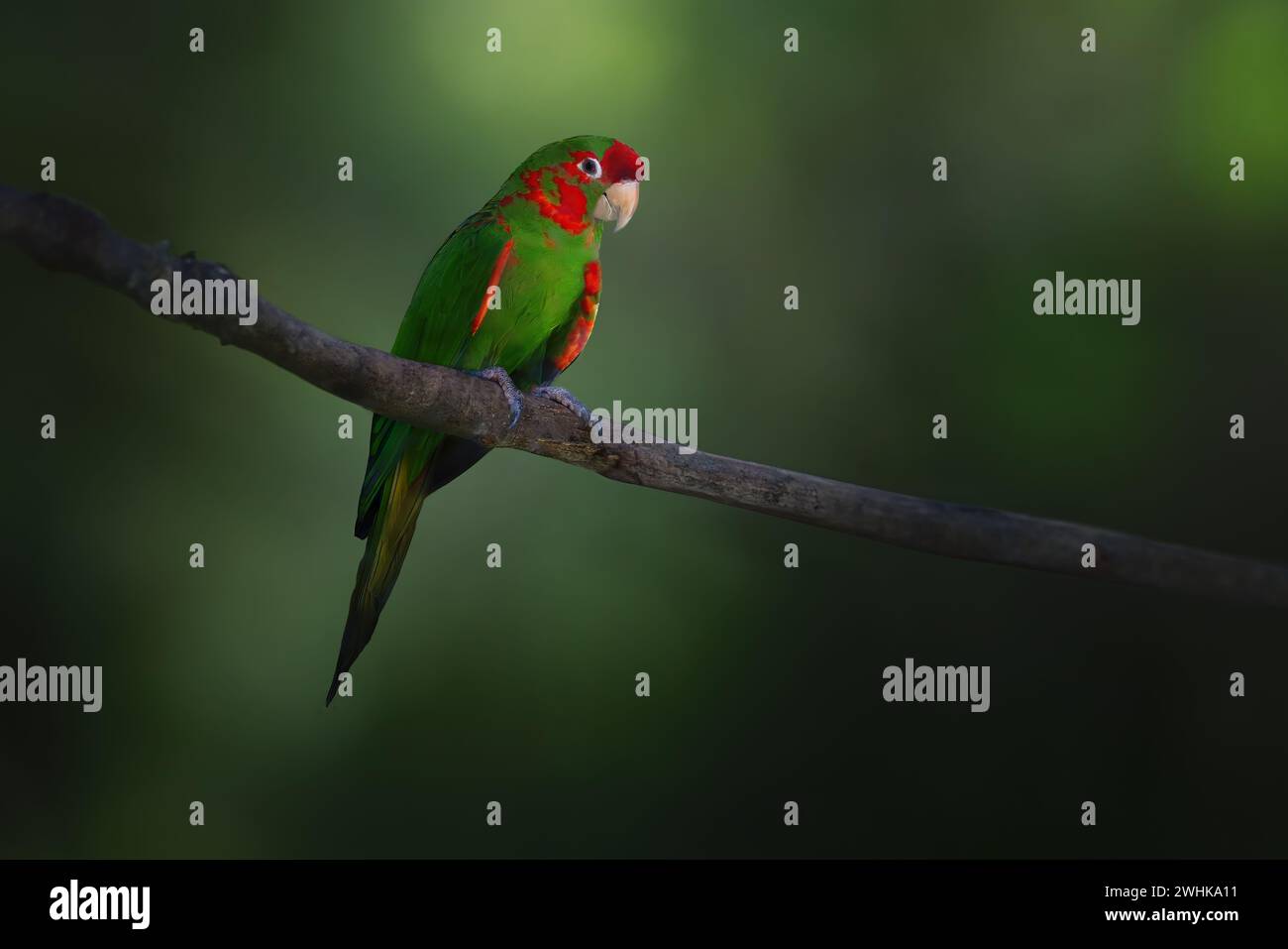 Psittacara mitrata hi-res stock photography and images - Alamy