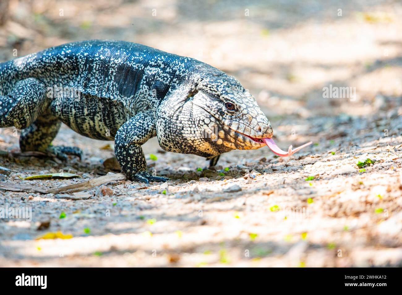 Gold tegu (Tupinambus teguixin) Pantanal Brazil Stock Photo - Alamy