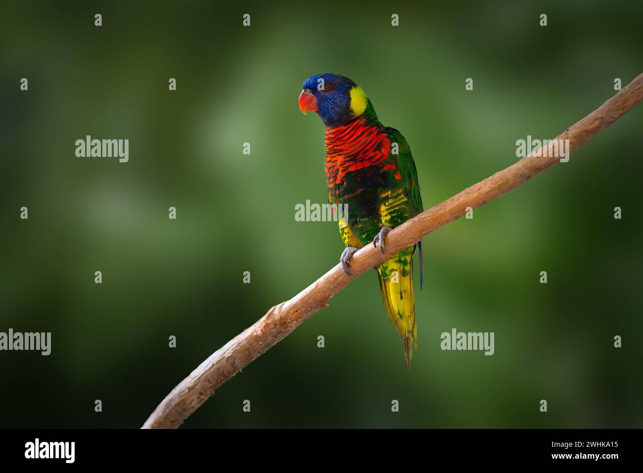 Coconut Lorikeet bird (Trichoglossus haematodus Stock Photo - Alamy