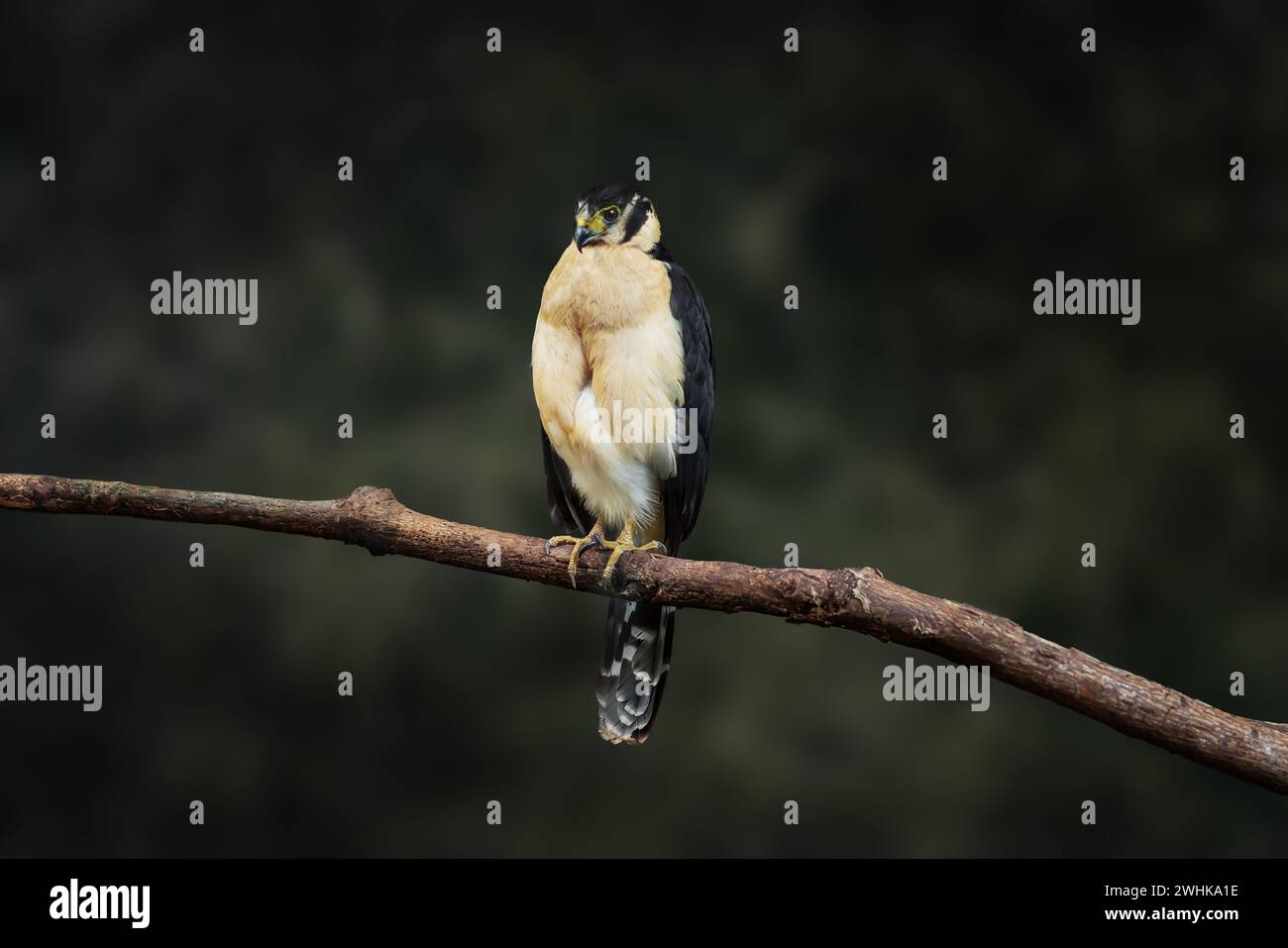 Collared Forest Falcon (Micrastur semitorquatus) - Tawny Morph Stock ...
