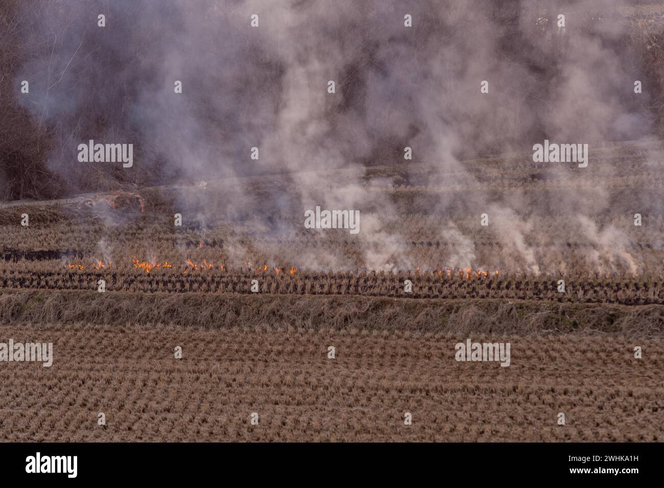 Fires from crop burning in a field in South Korea causes smoke to rise ...