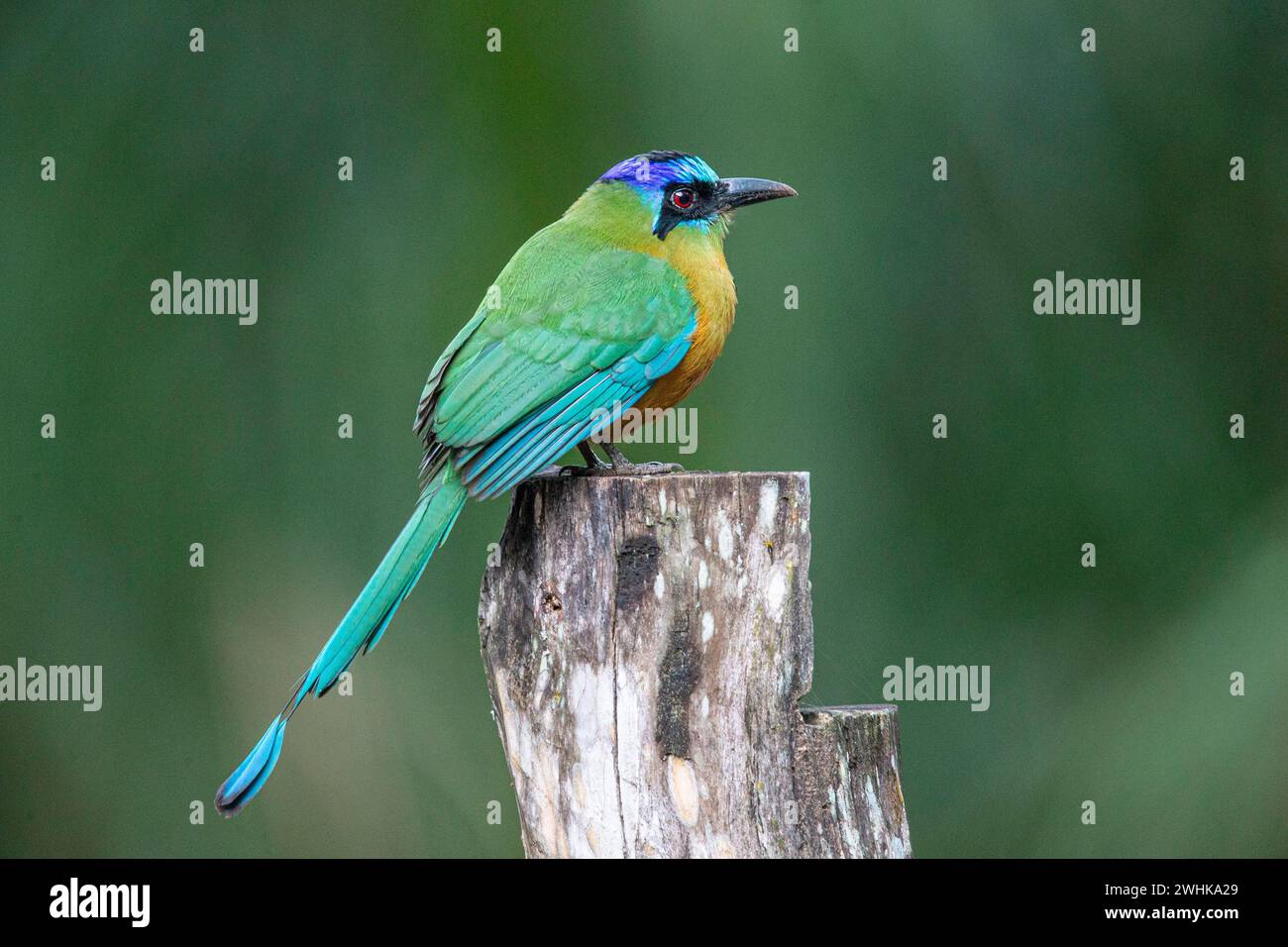 Blue-crowned motmot (Momotus momota) Pantanal Brazil Stock Photo - Alamy