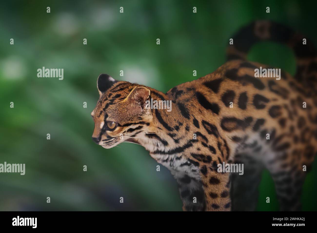 Margay hi-res stock photography and images - Alamy