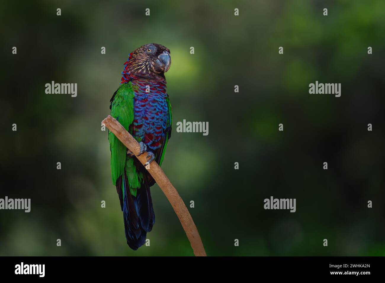 Animal bird parrot hi-res stock photography and images - Alamy