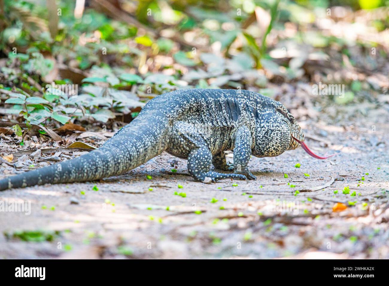 Gold tegu (Tupinambus teguixin) Pantanal Brazil Stock Photo - Alamy