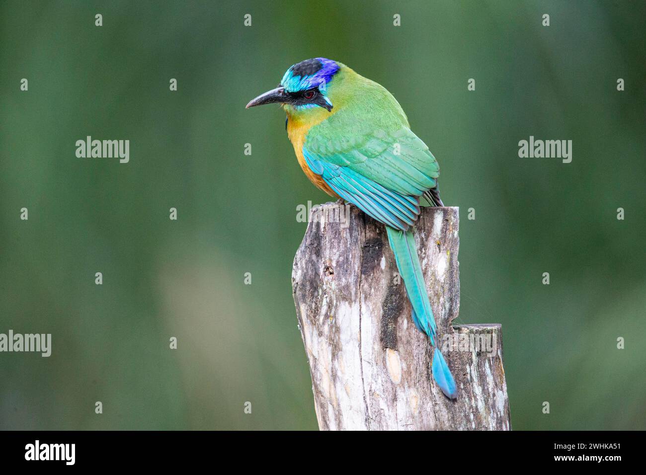 Blue-crowned motmot (Momotus momota) Pantanal Brazil Stock Photo - Alamy