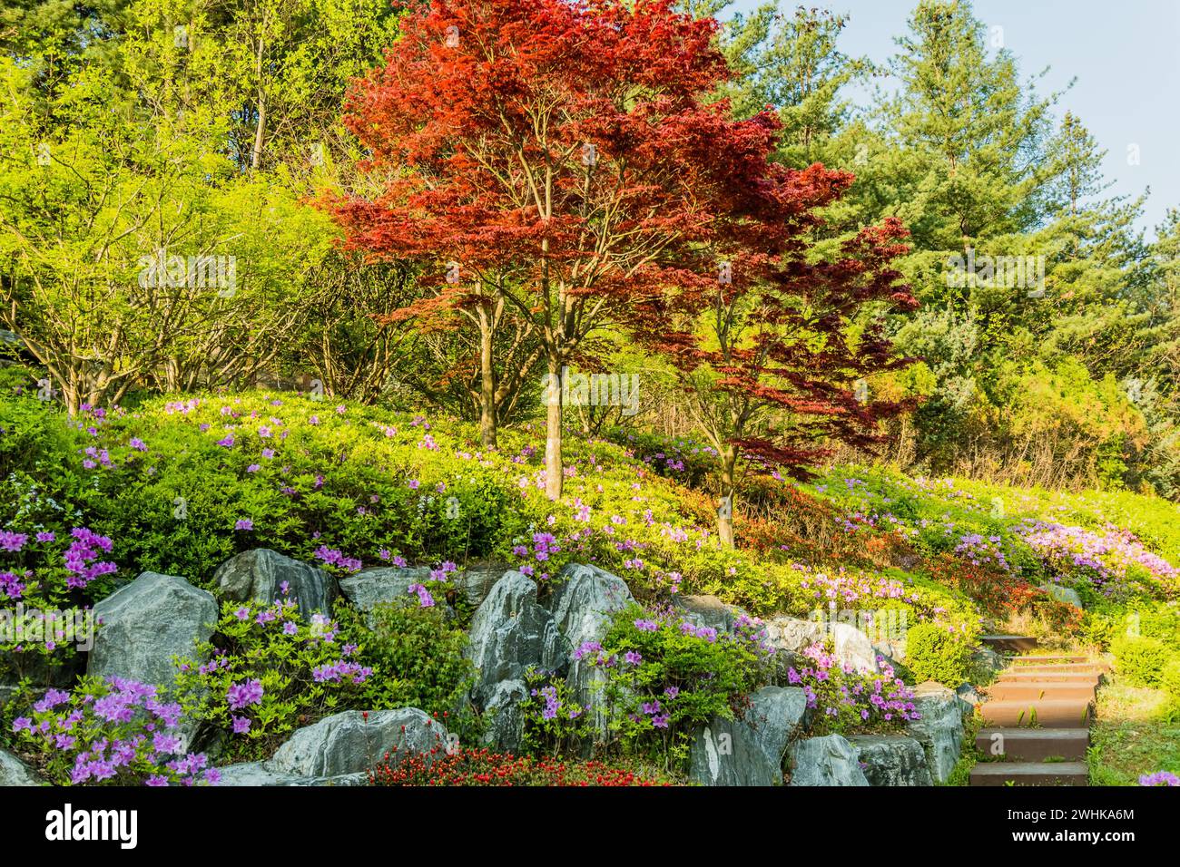 Trees with beautiful red leaves on hillside landscaped with flowers and ...