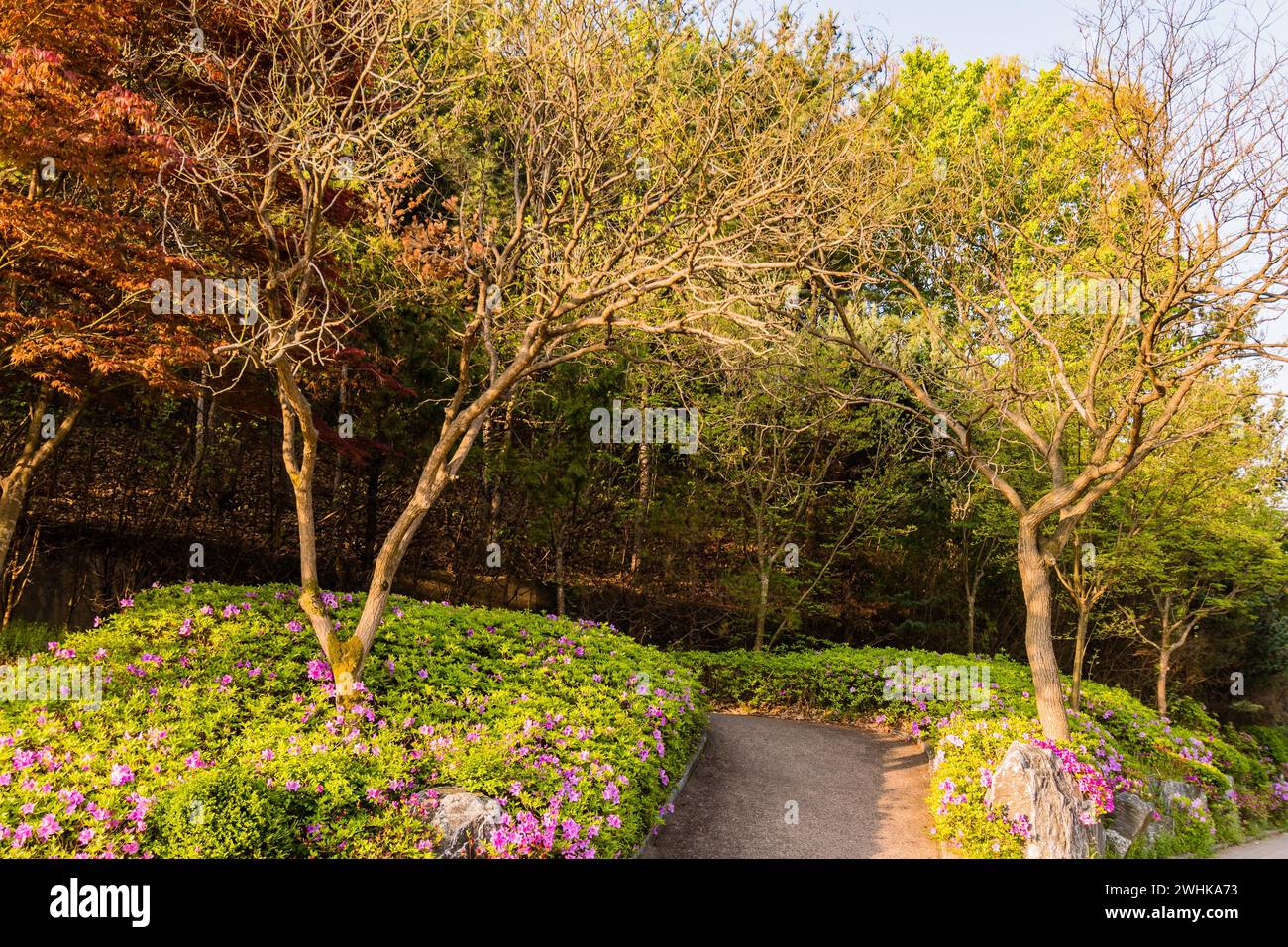Wooded tress hi-res stock photography and images - Alamy