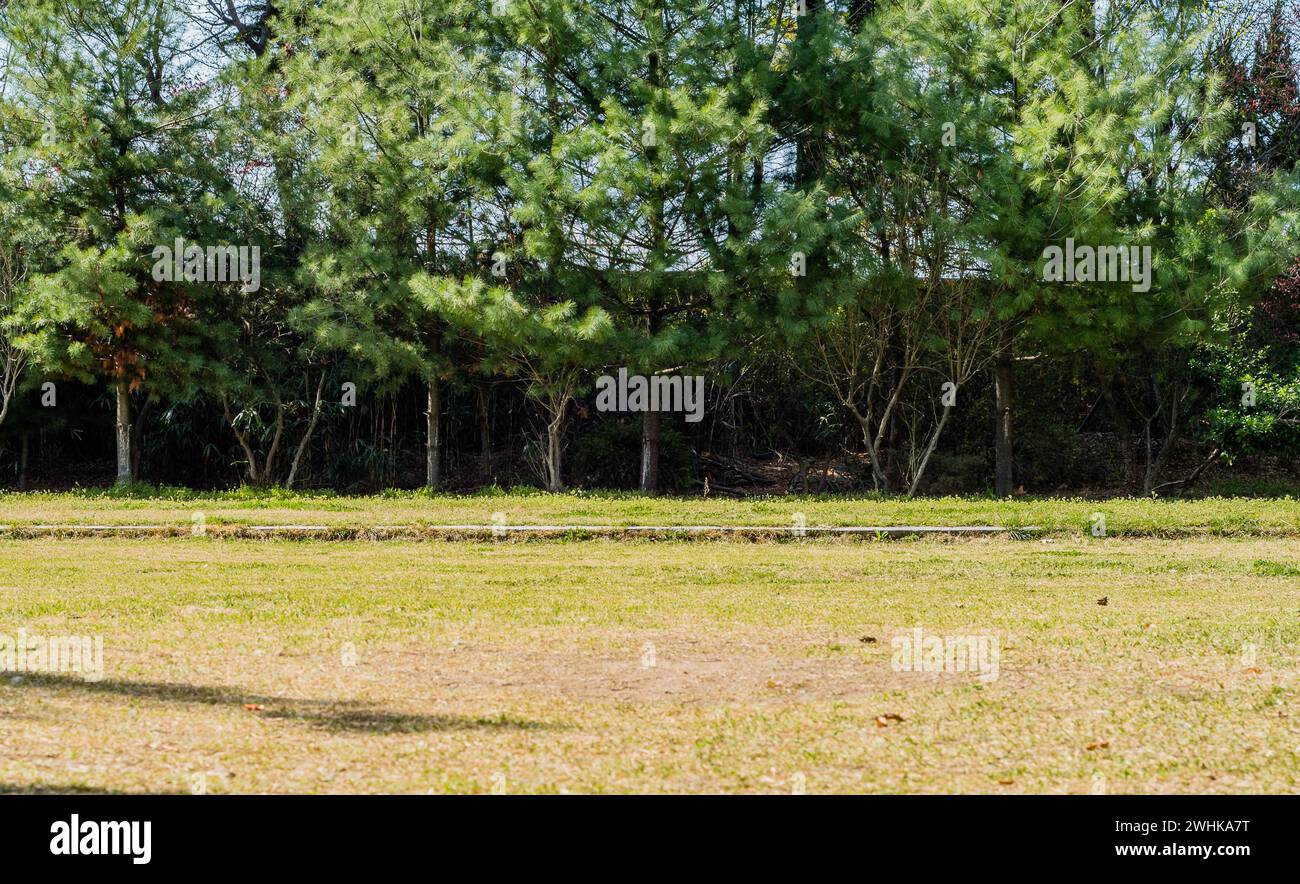 Brightly lit field with evergreen trees on far edge of field on a ...