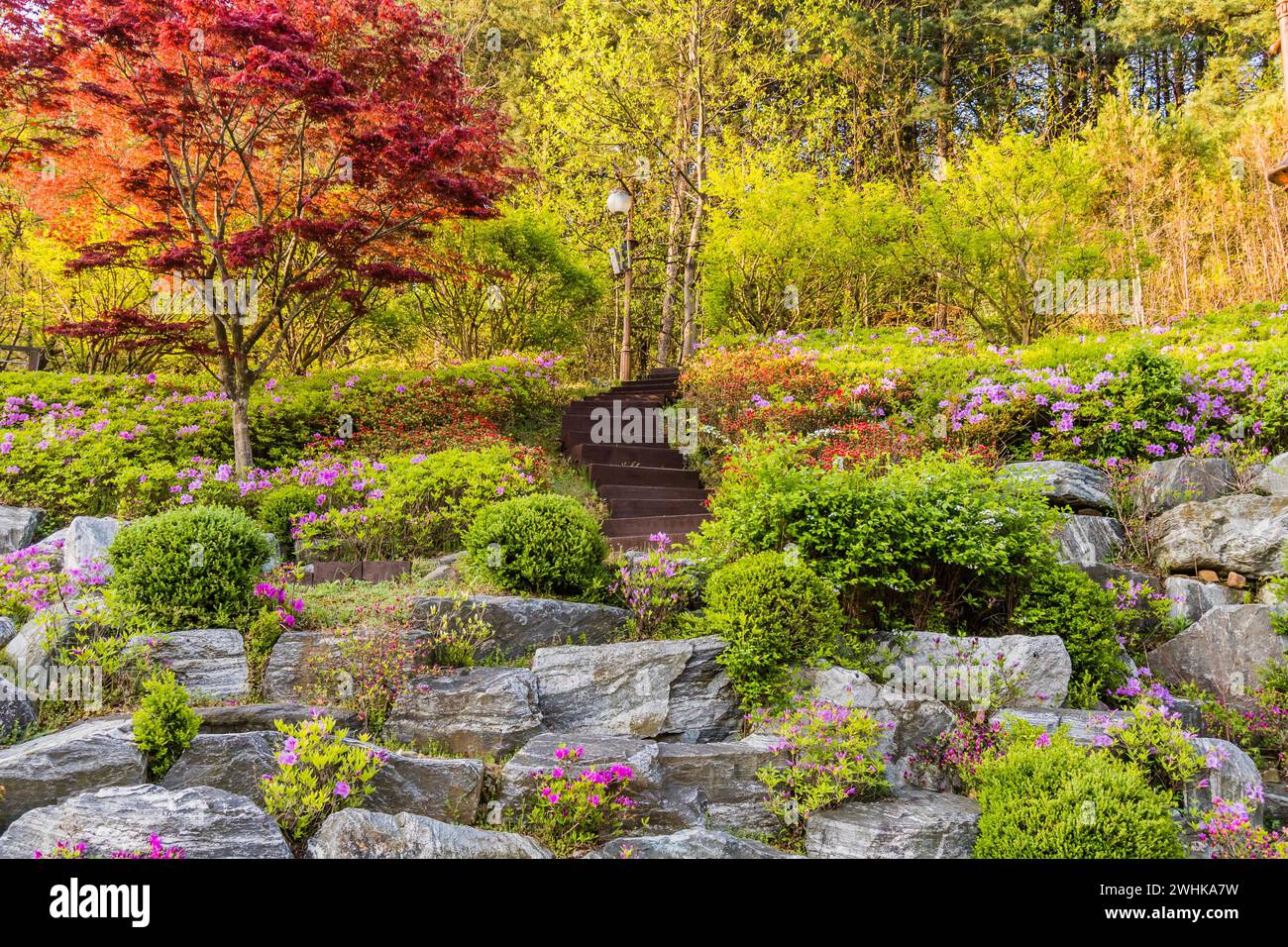 Trees with beautiful red leaves on hillside landscaped with flowers and ...