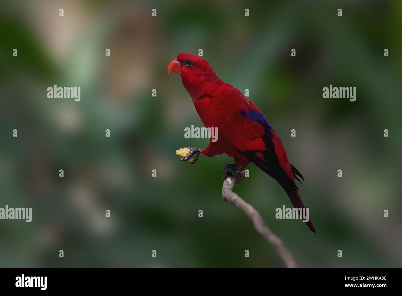 Red Lory bird (Eos bornea Stock Photo - Alamy Red Lory bird (Eos bornea Stock Photo - Alamy