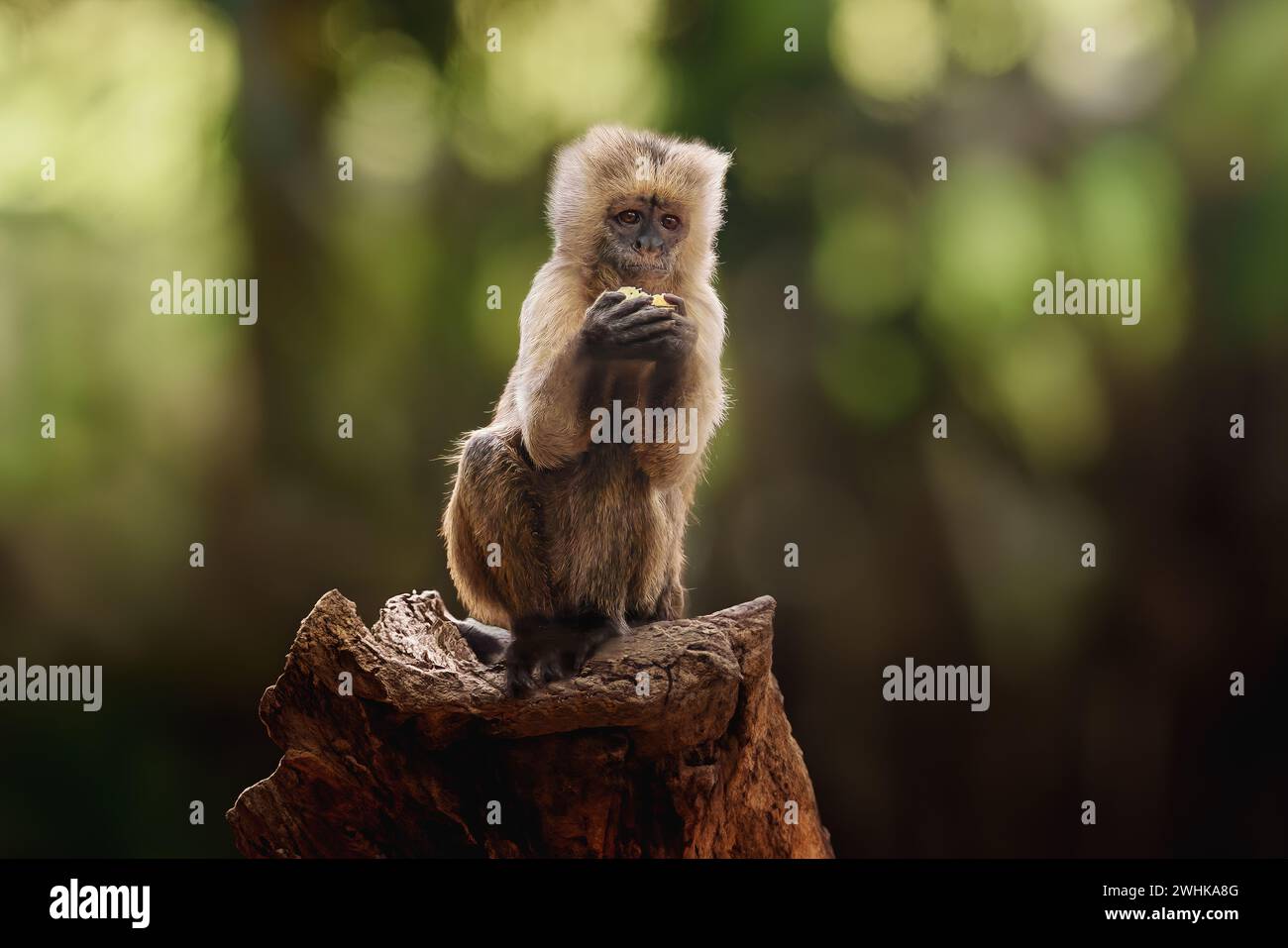 Young Wedge-capped Capuchin monkey (Cebus olivaceus Stock Photo - Alamy
