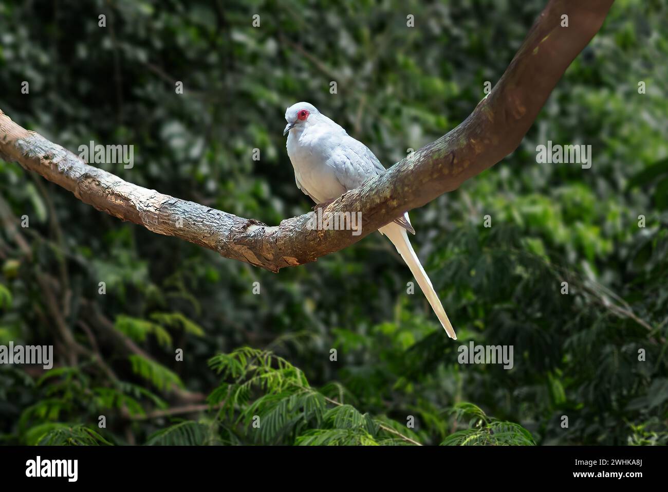 Diamond Dove bird (Geopelia cuneata Stock Photo - Alamy