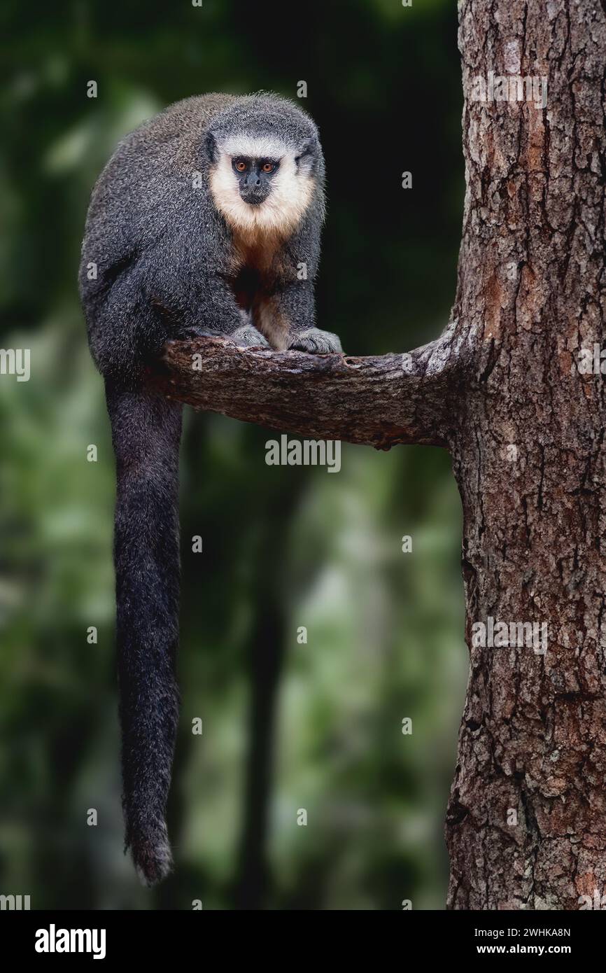 Plecturocebus vieirai hi-res stock photography and images - Alamy