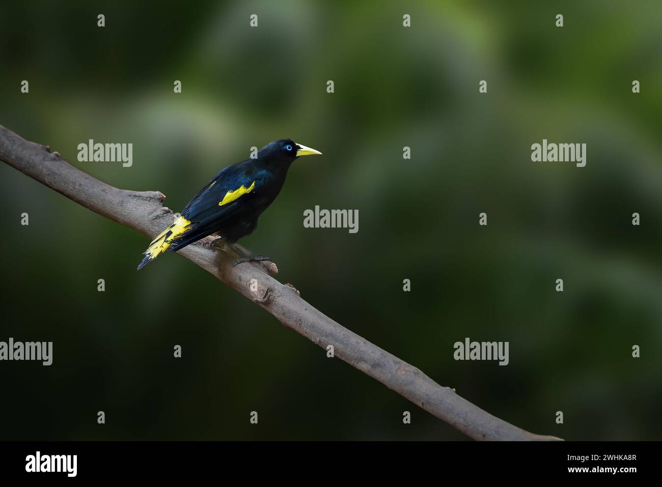 Yellow-Rumped Cacique bird (Cacicus cela Stock Photo - Alamy