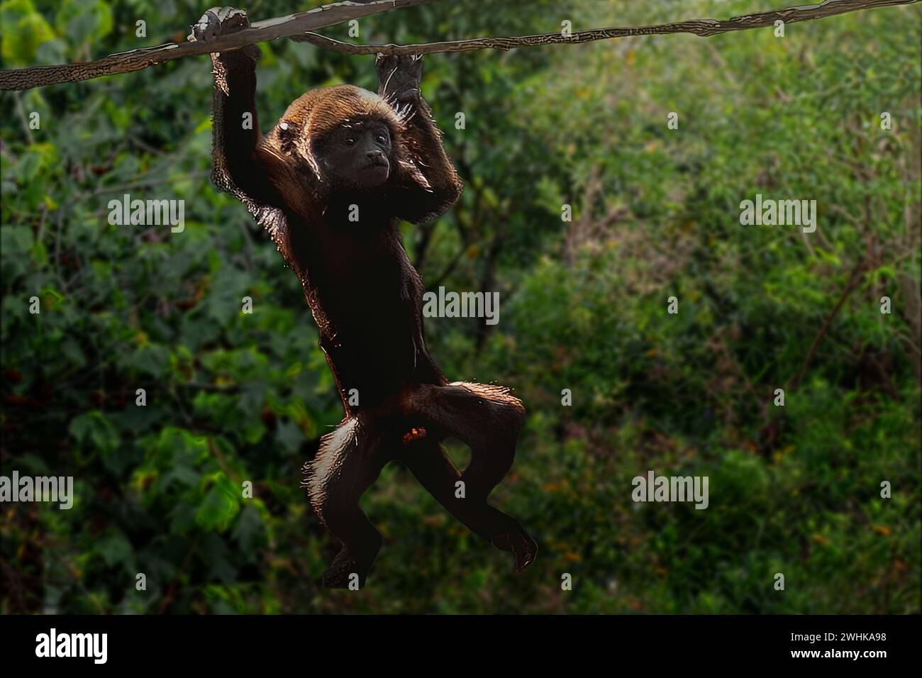 Monkey biology hi-res stock photography and images - Alamy