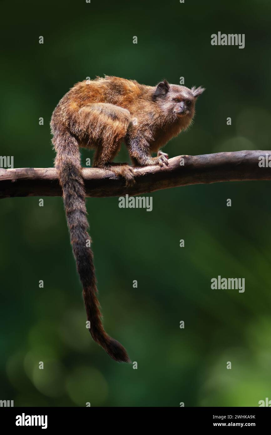Black-tailed Marmoset (Mico melanurus) - South America monkey Stock ...