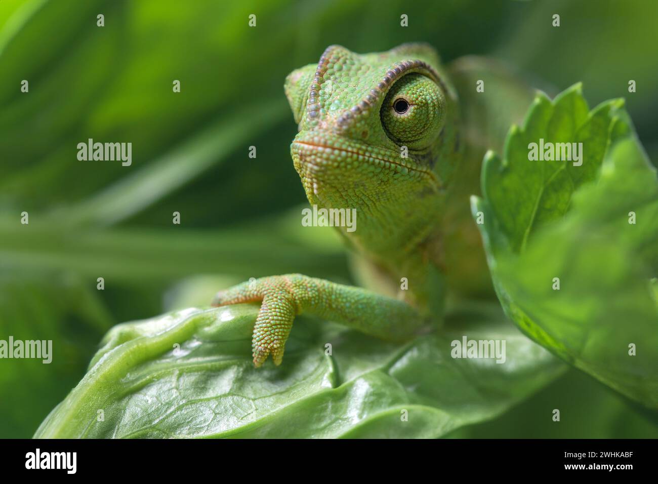 Jordan lizard hi-res stock photography and images - Alamy