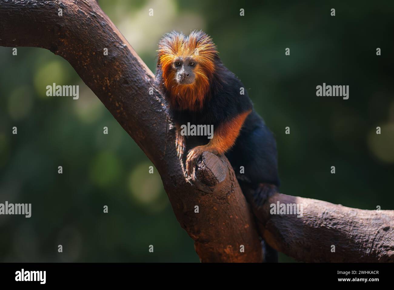 Golden-headed Lion Tamarin monkey (Leontopithecus chrysomelas Stock ...