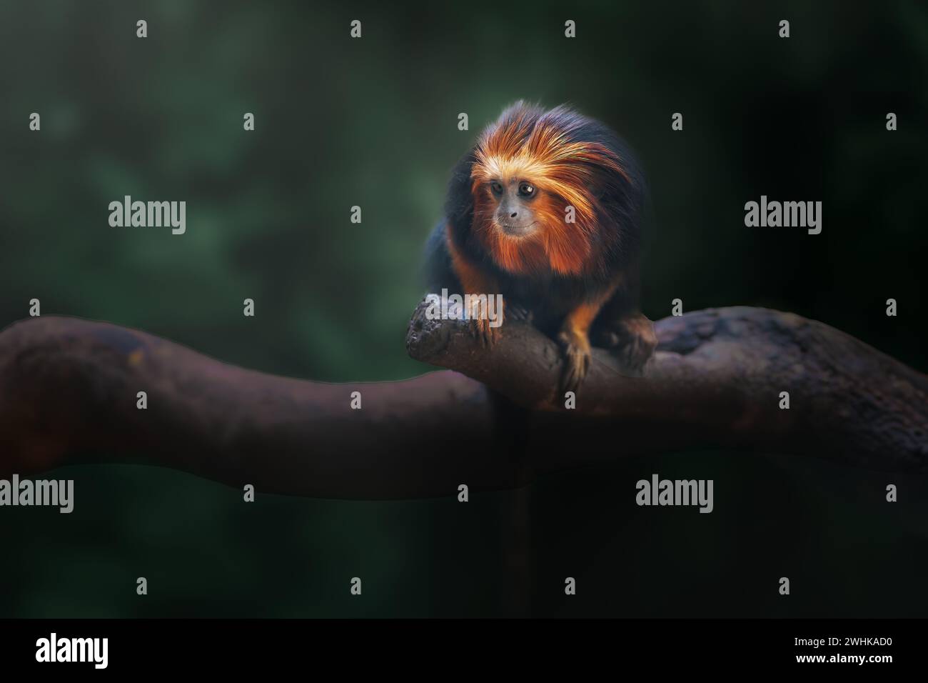 Golden-headed Lion Tamarin monkey (Leontopithecus chrysomelas Stock ...