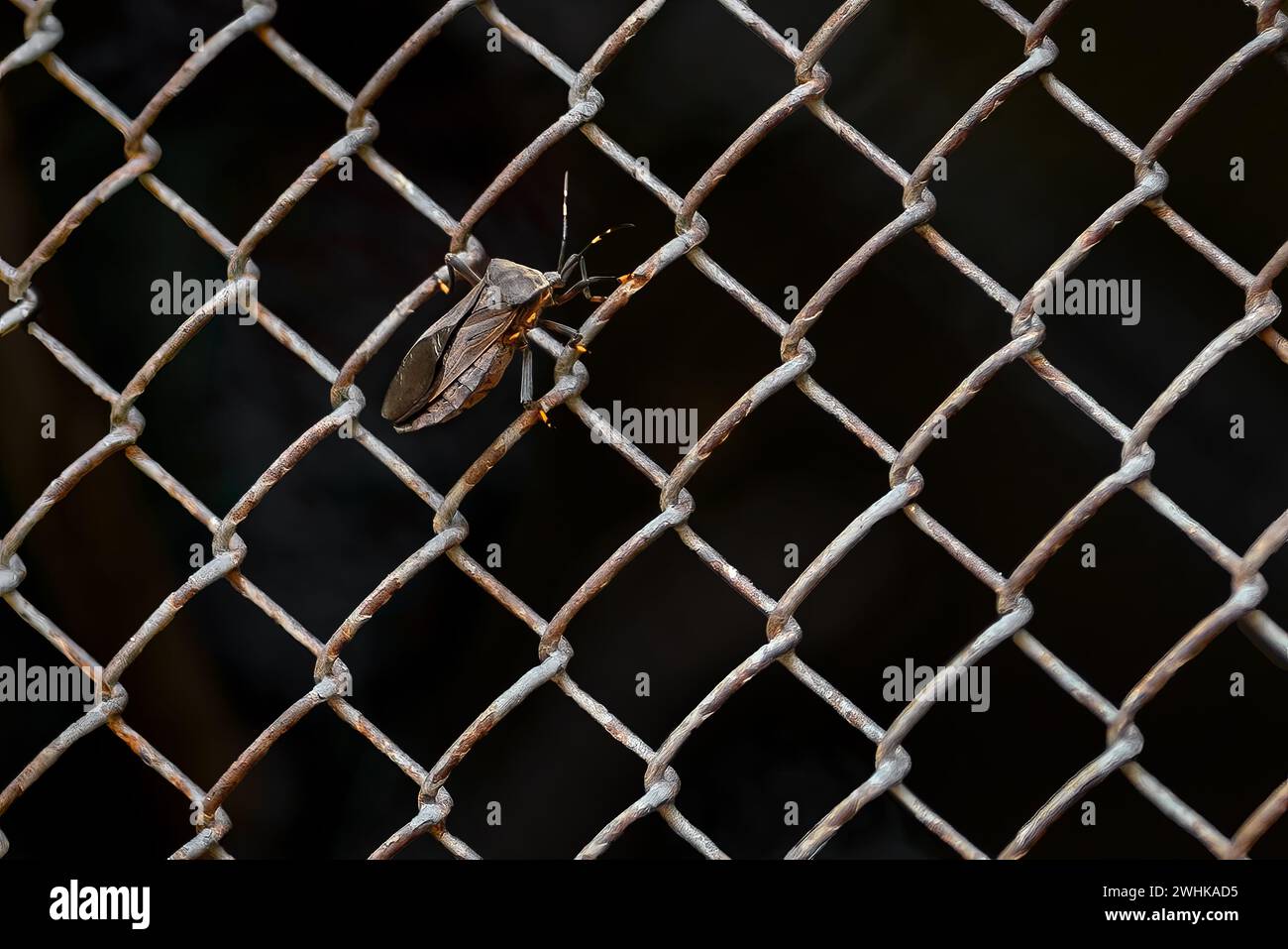 Passionvine Bug (Leptoglossus gonagra) - Insect Stock Photo - Alamy