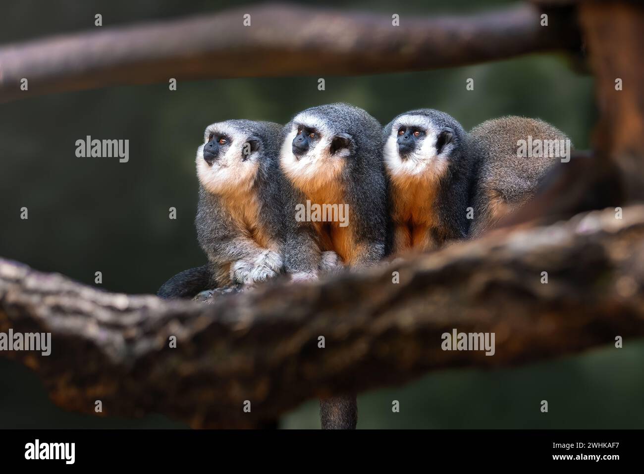 Three Vieira's Titi Monkeys (Plecturocebus vieirai Stock Photo - Alamy