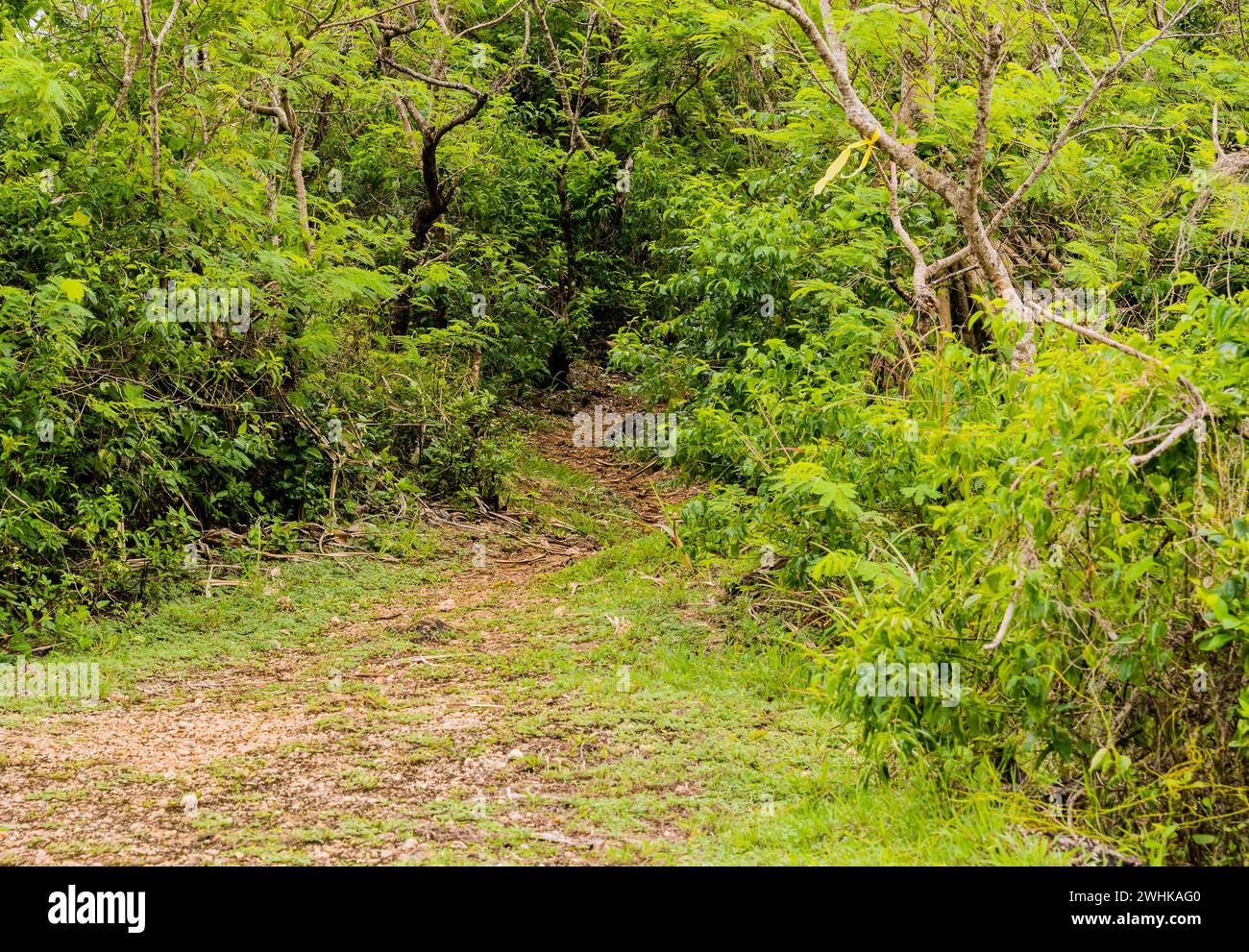 Path leading into dense jungle at public hiking area on Guam Stock ...