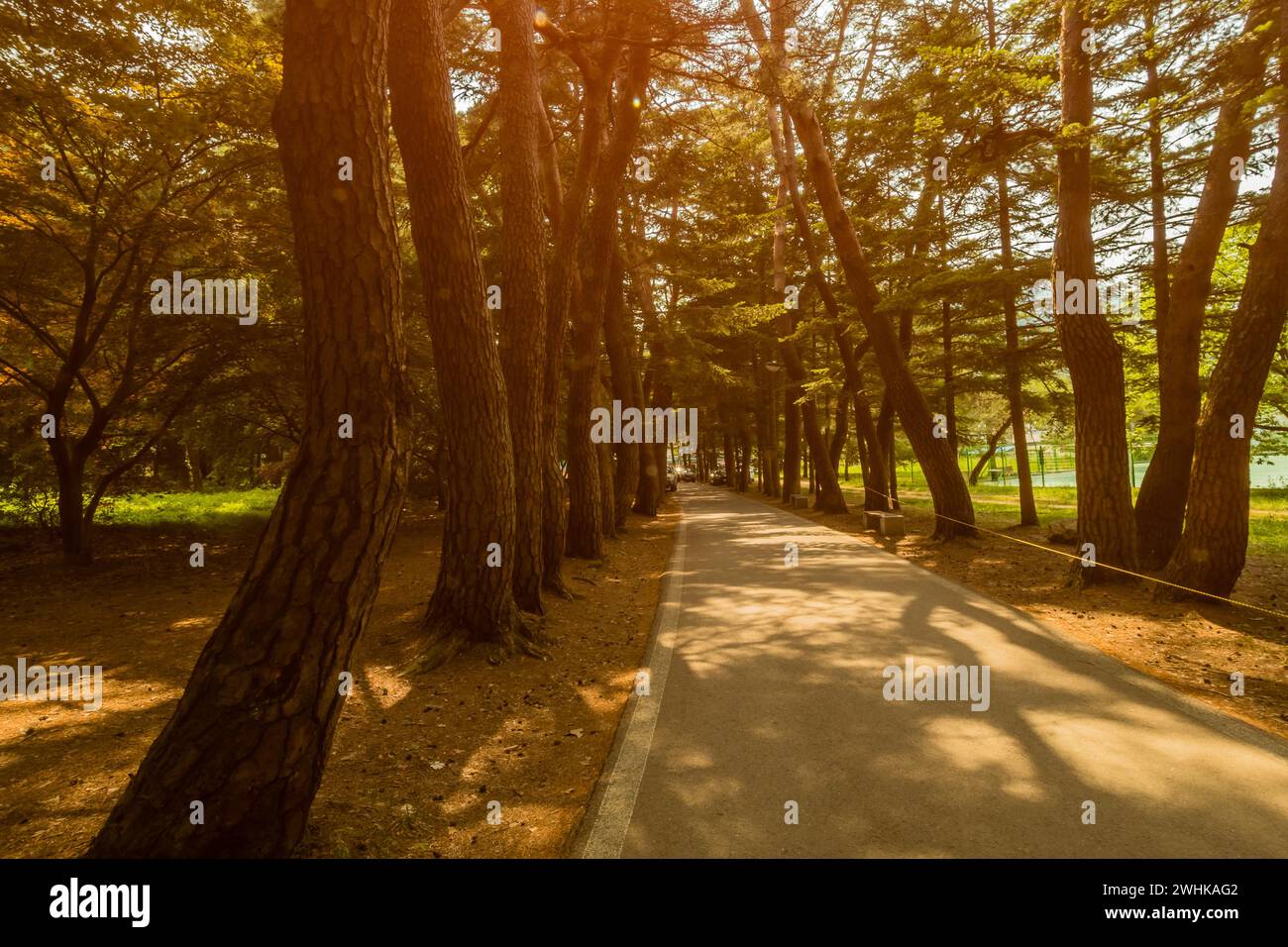 Sun casting shadows on a paved walkway lined with trees in a public ...