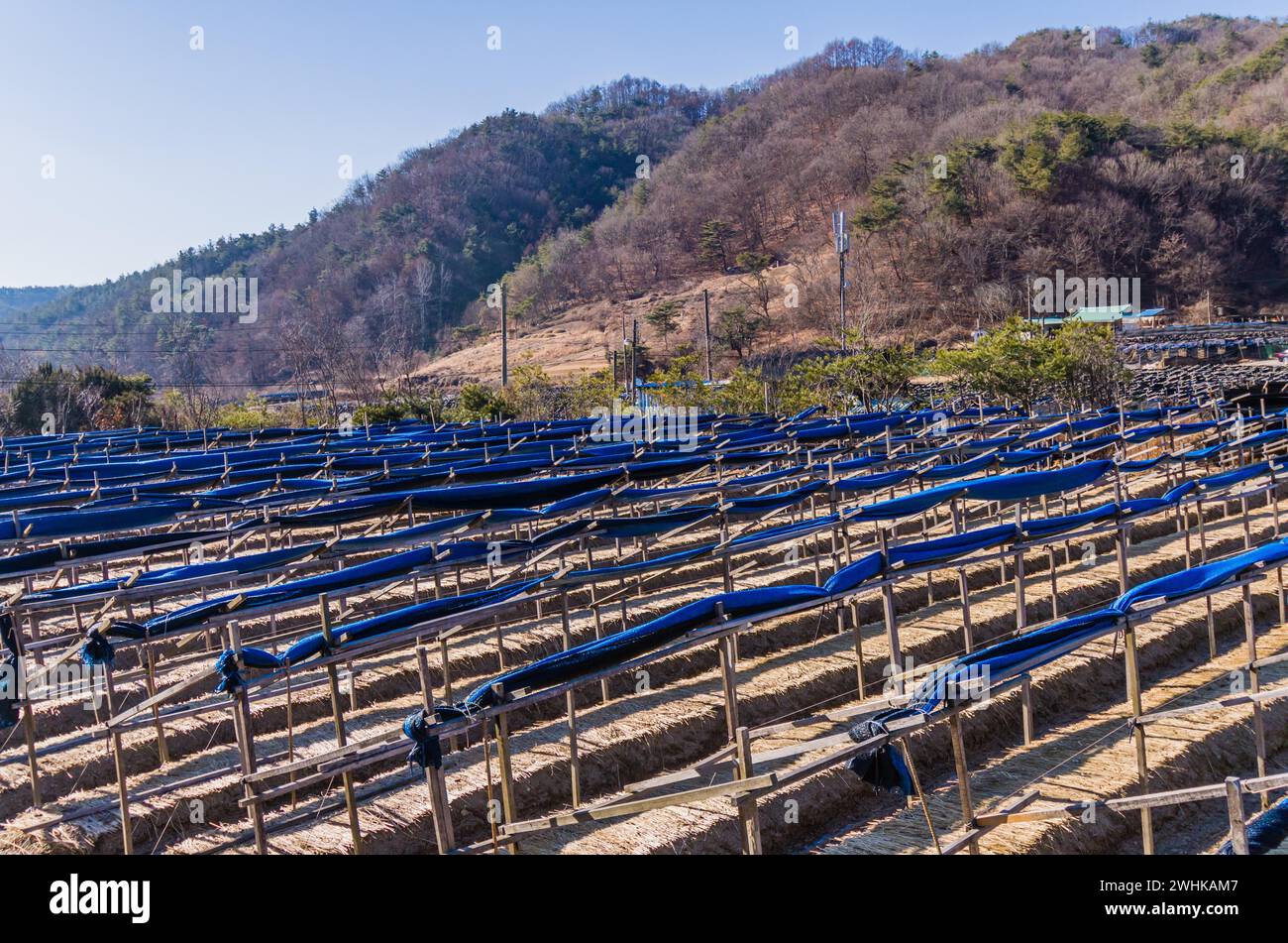 Landscape of red ginseng farm in front of tree covered hills near ...