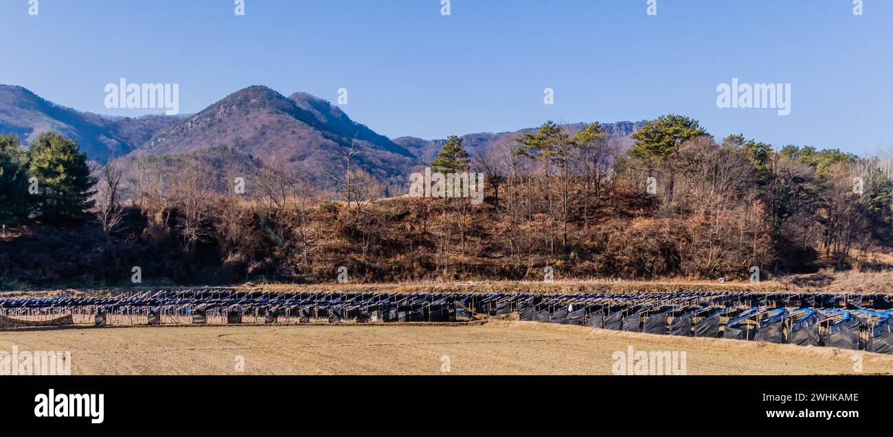 Landscape of red ginseng farm in front of tree covered hills near ...