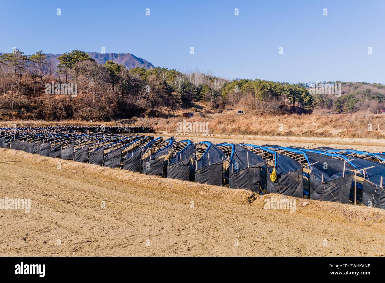 Landscape of red ginseng farm in front of tree covered hills near ...