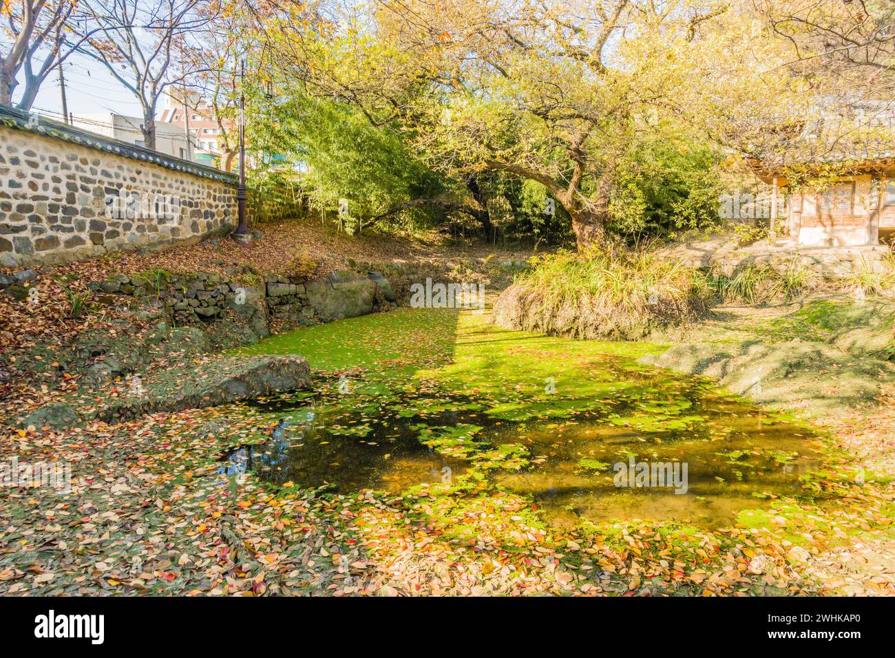 Landscape of small pond covered in green algae in an urban public park ...