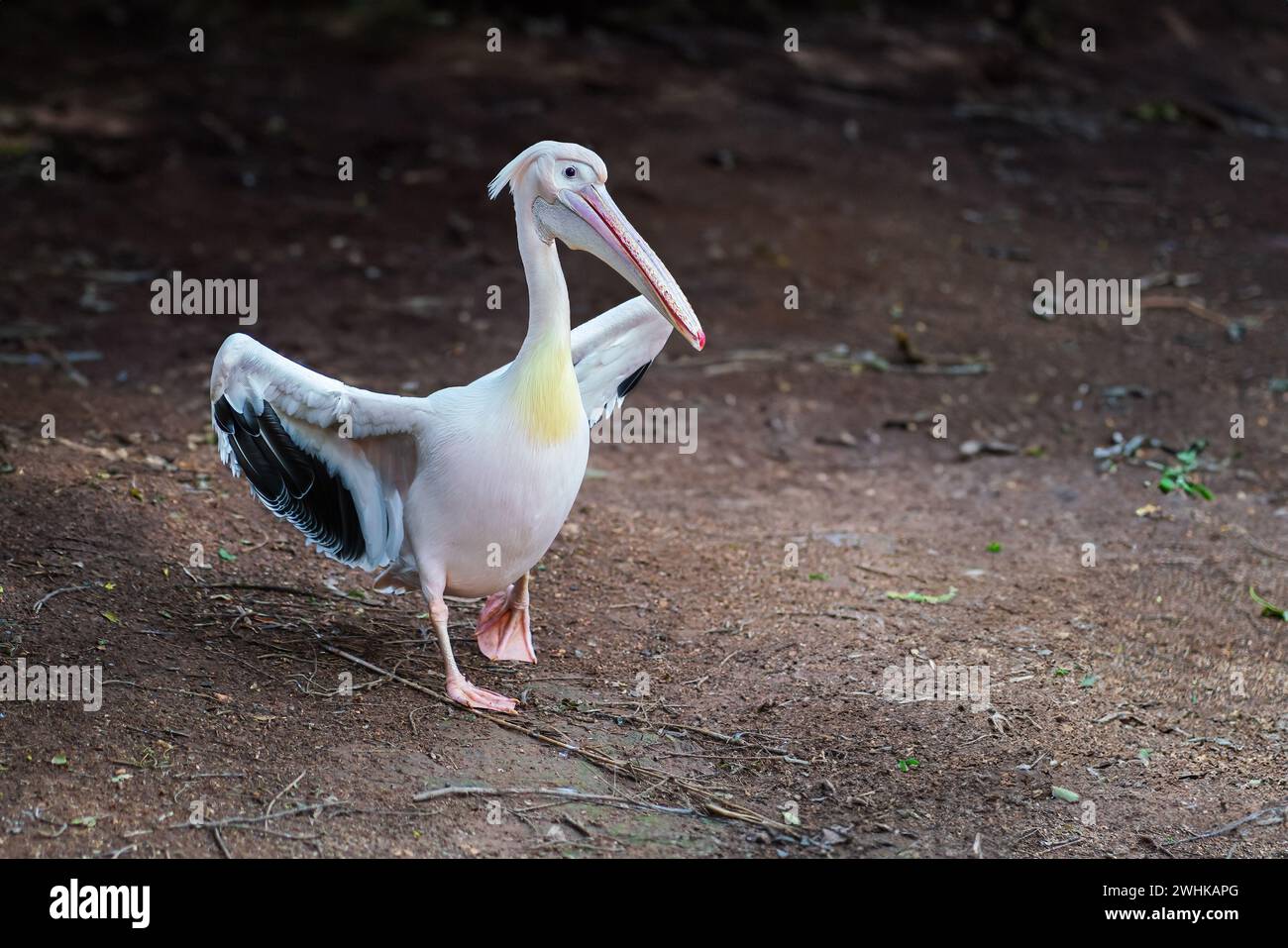 Pelecanus onocrotalus hi-res stock photography and images - Alamy