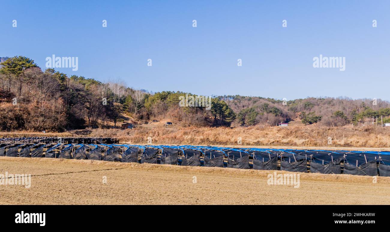 Landscape of red ginseng farm in front of tree covered hills near ...