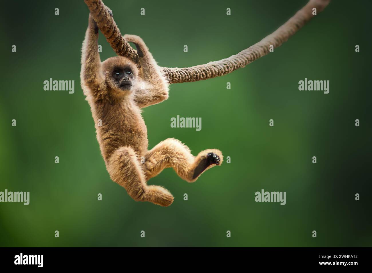 Baby Southern Muriqui monkey (Brachyteles arachnoides Stock Photo - Alamy