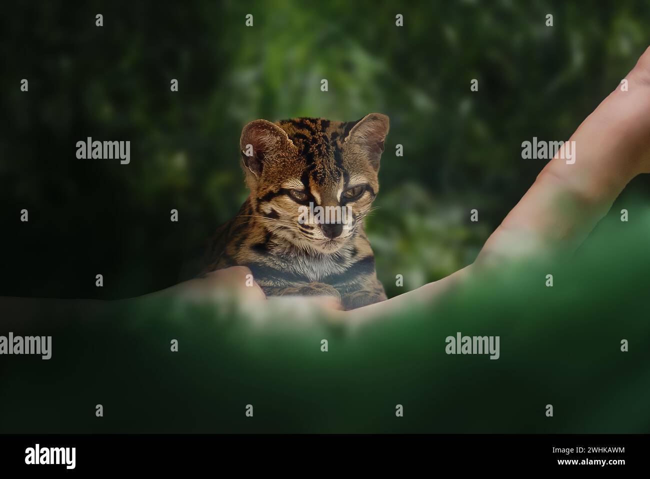 Margay hi-res stock photography and images - Alamy