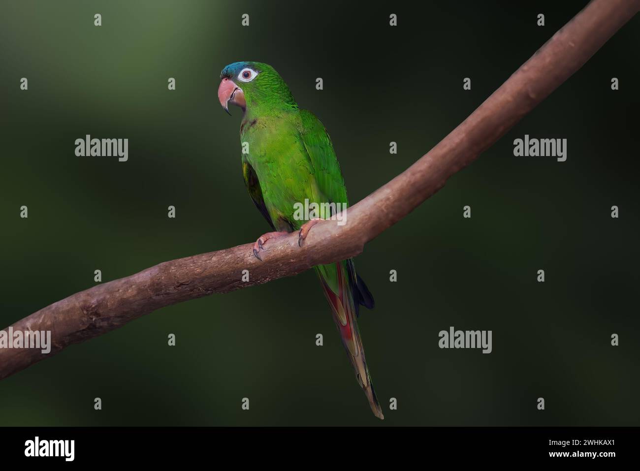 Blue Crowned Parakeet bird (Thectocercus acuticaudatus Stock Photo - Alamy