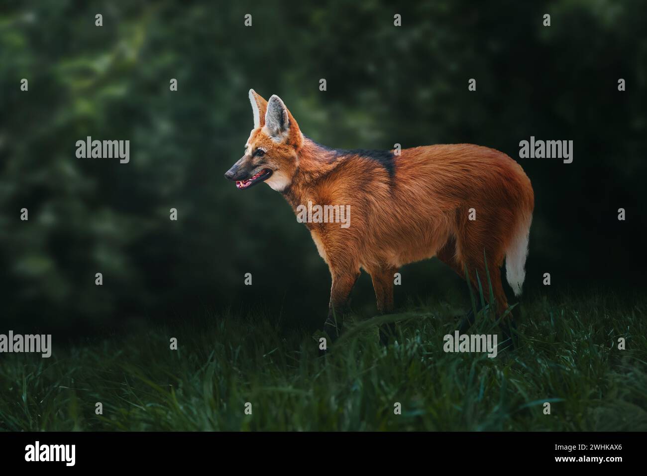 Maned Wolf (Chrysocyon brachyurus) - South America Canid Stock Photo ...