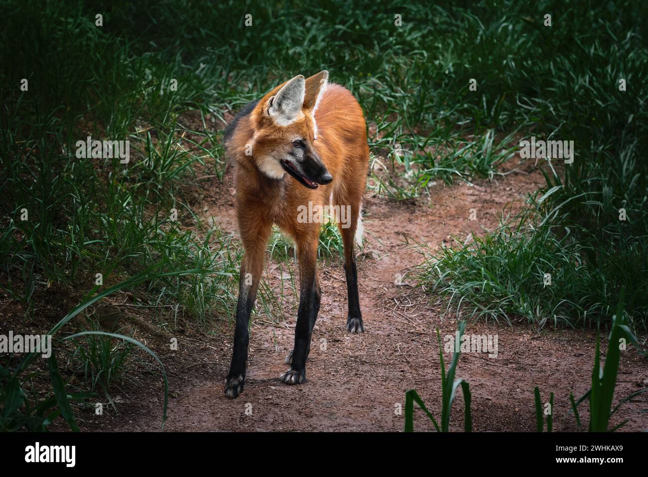 Maned Wolf (Chrysocyon brachyurus) - South America Canid Stock Photo ...