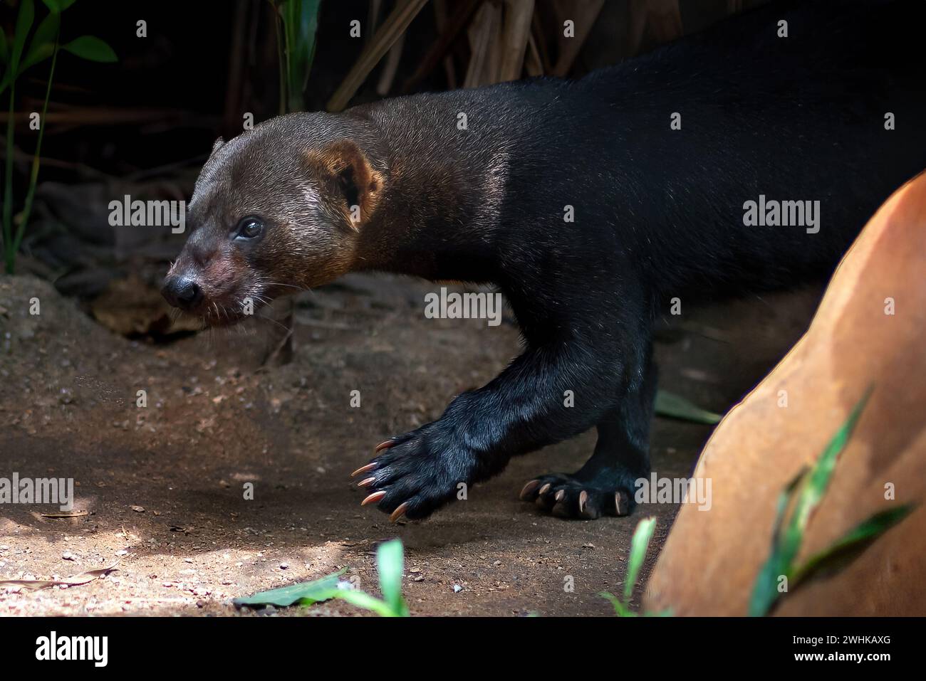 Tayra (Eira barbara) - Central and South America mustelid Stock Photo ...